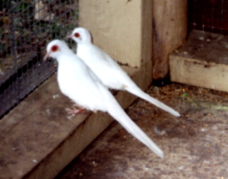 Diamond doves